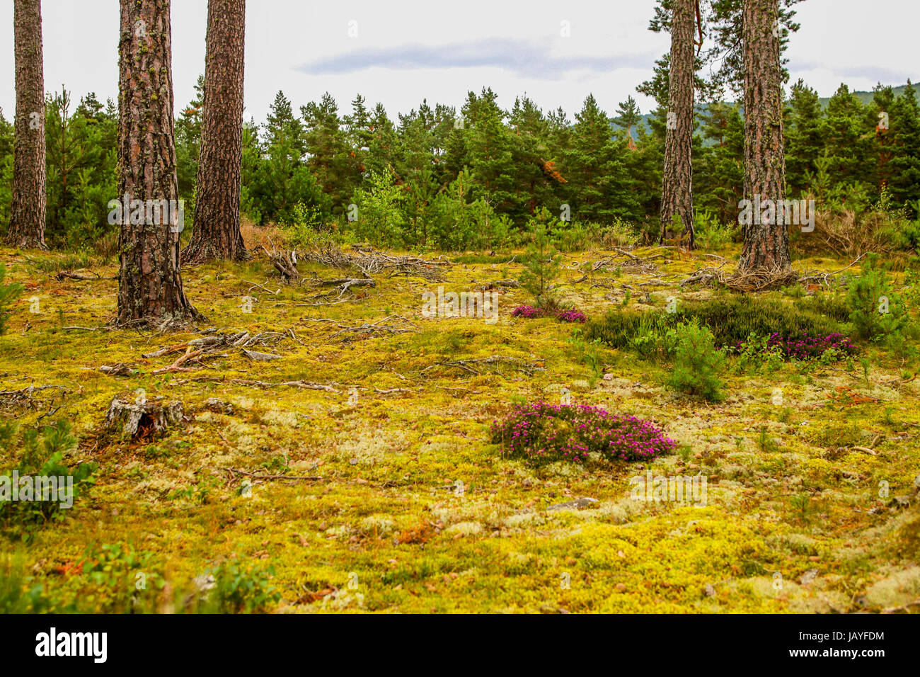 Beautiful open spot in forest with heather Stock Photo - Alamy