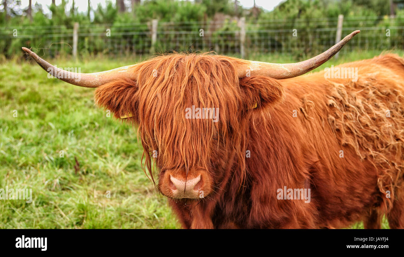 Scottish highland bull hi-res stock photography and images - Alamy