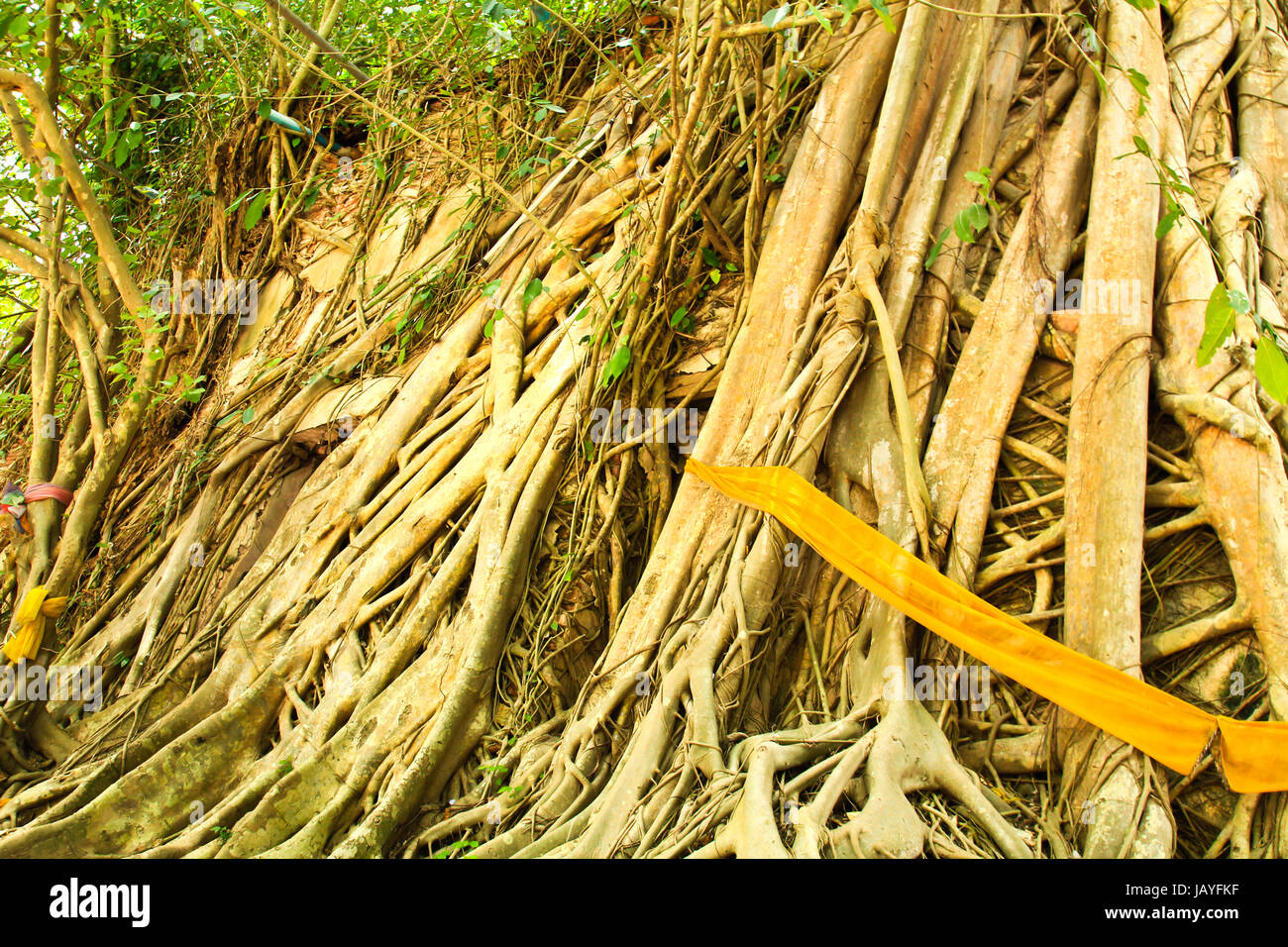 Root of the tree absorbing the ruins,Temple in thailand Stock Photo - Alamy