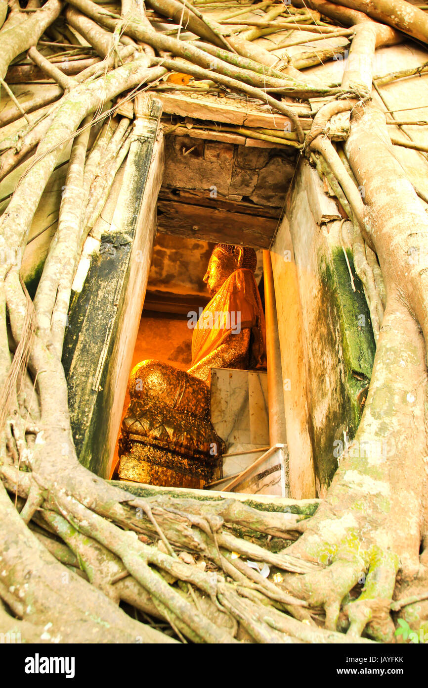 Root of the tree absorbing the ruins,Temple in thailand Stock Photo - Alamy