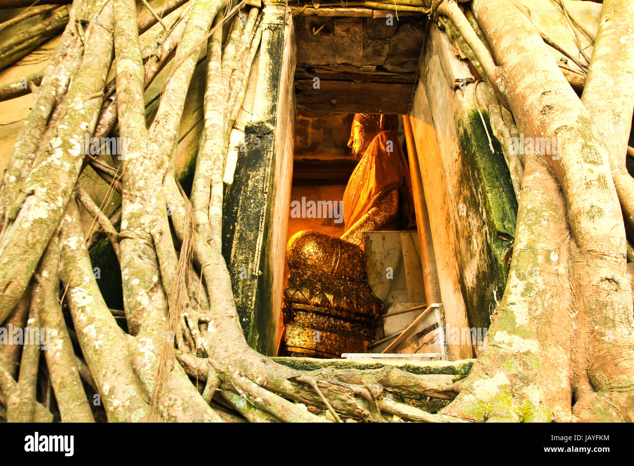 Root of the tree absorbing the ruins,Temple in thailand Stock Photo - Alamy