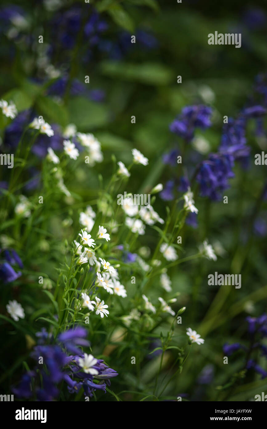 Stunning high contrast image of wild daisies on Spring forest floor ...