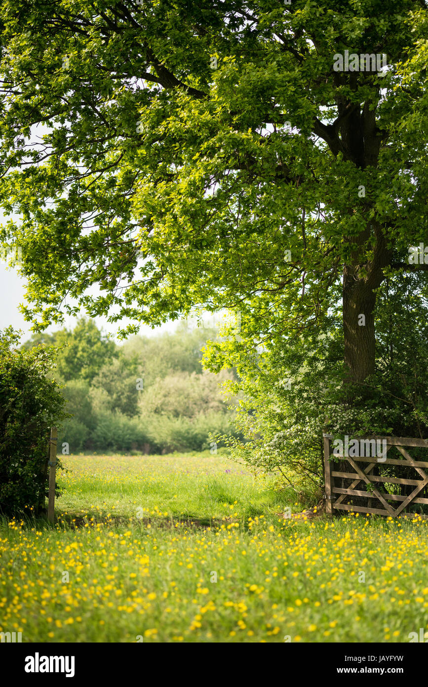 English countryside landscape image of meadow in Spring sunshine Stock ...