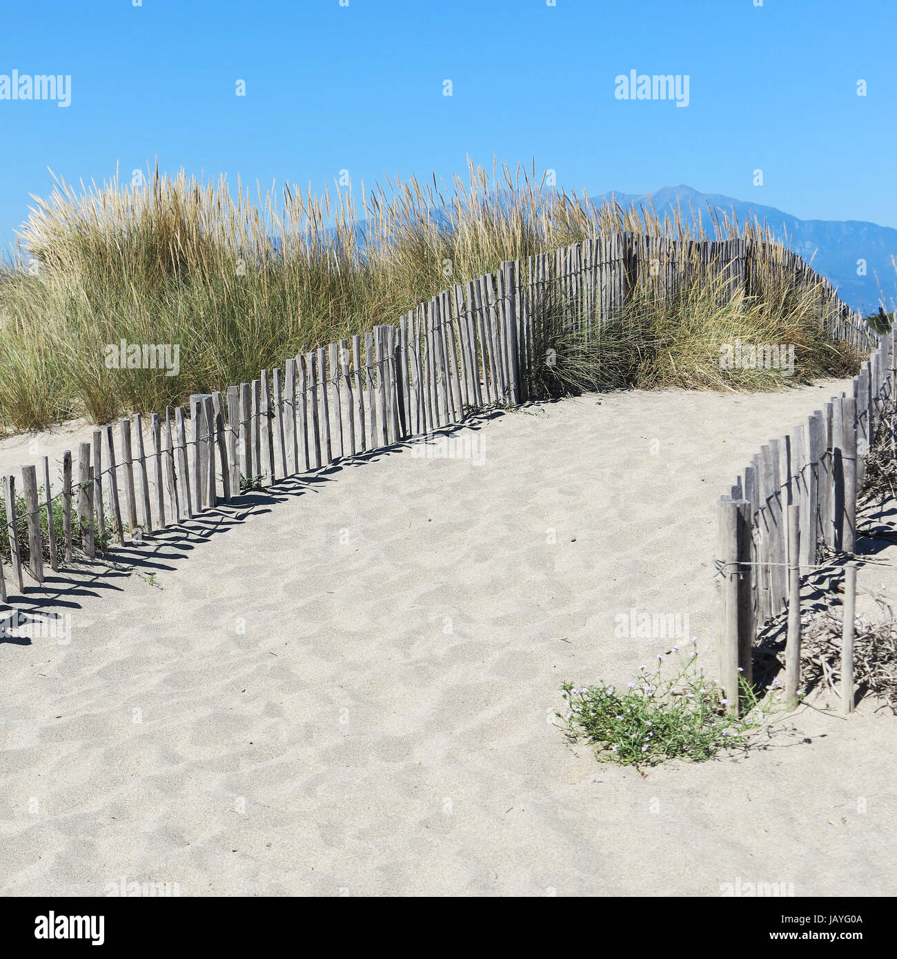 dune landscape with fence Stock Photo - Alamy