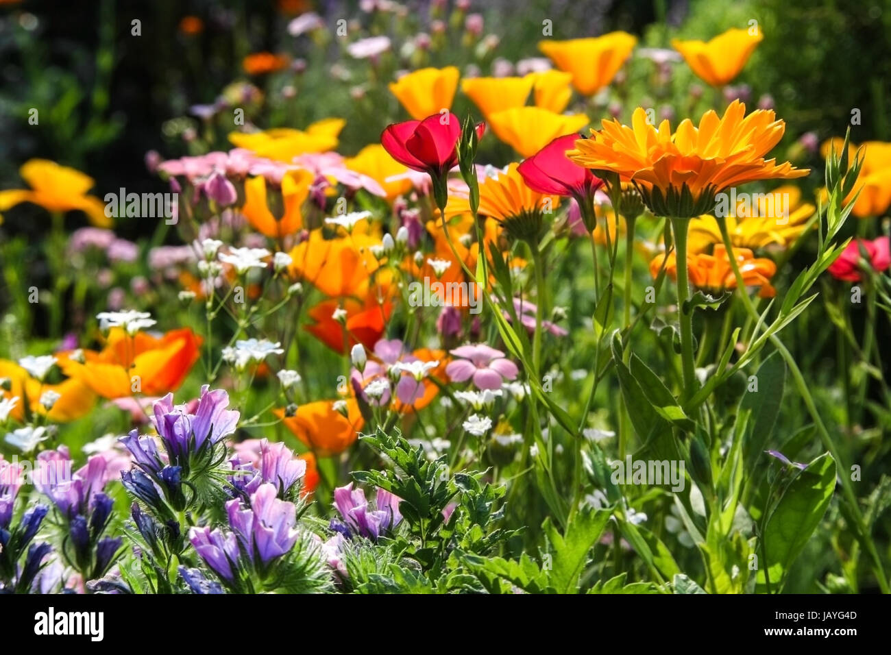 colorful summer flowers Stock Photo - Alamy