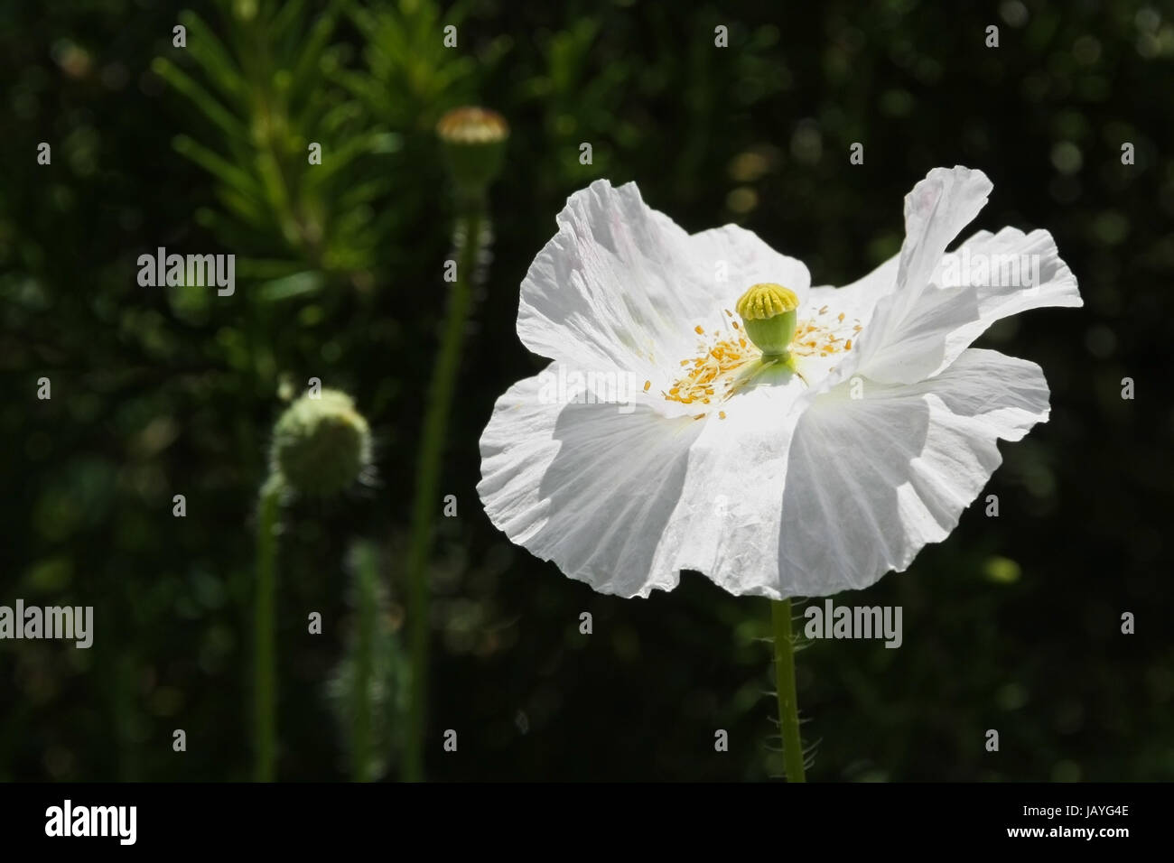 snow white backdrop Stock Photo - Alamy