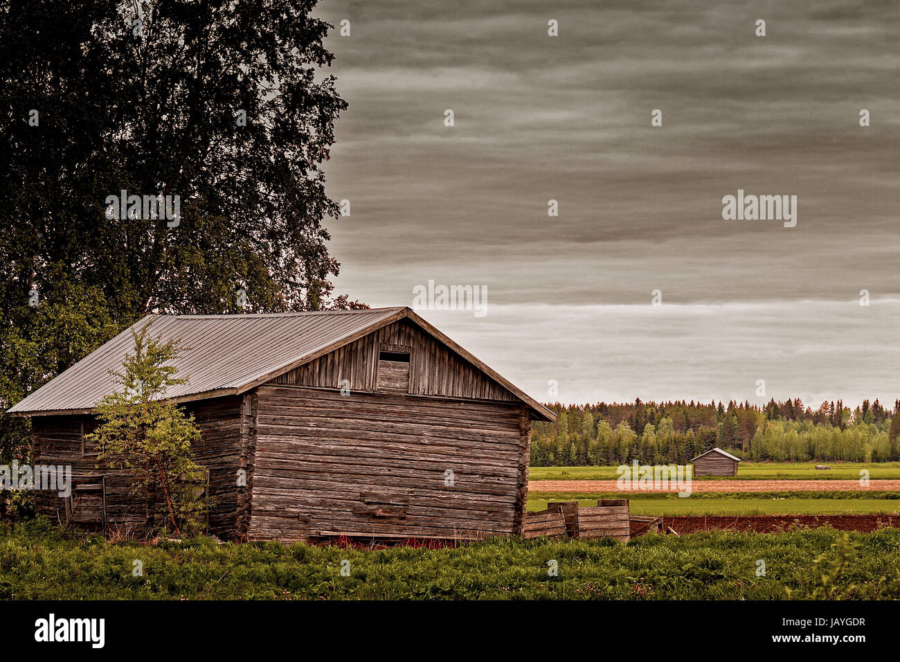 Old barn houses on the early summer fields of the Northern Finland. The ...