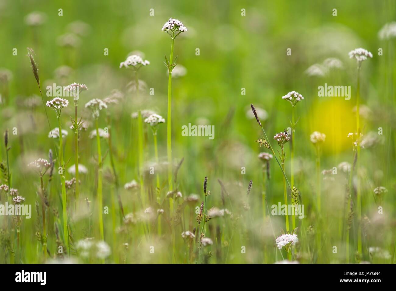 Valeriana dioica hi-res stock photography and images - Alamy