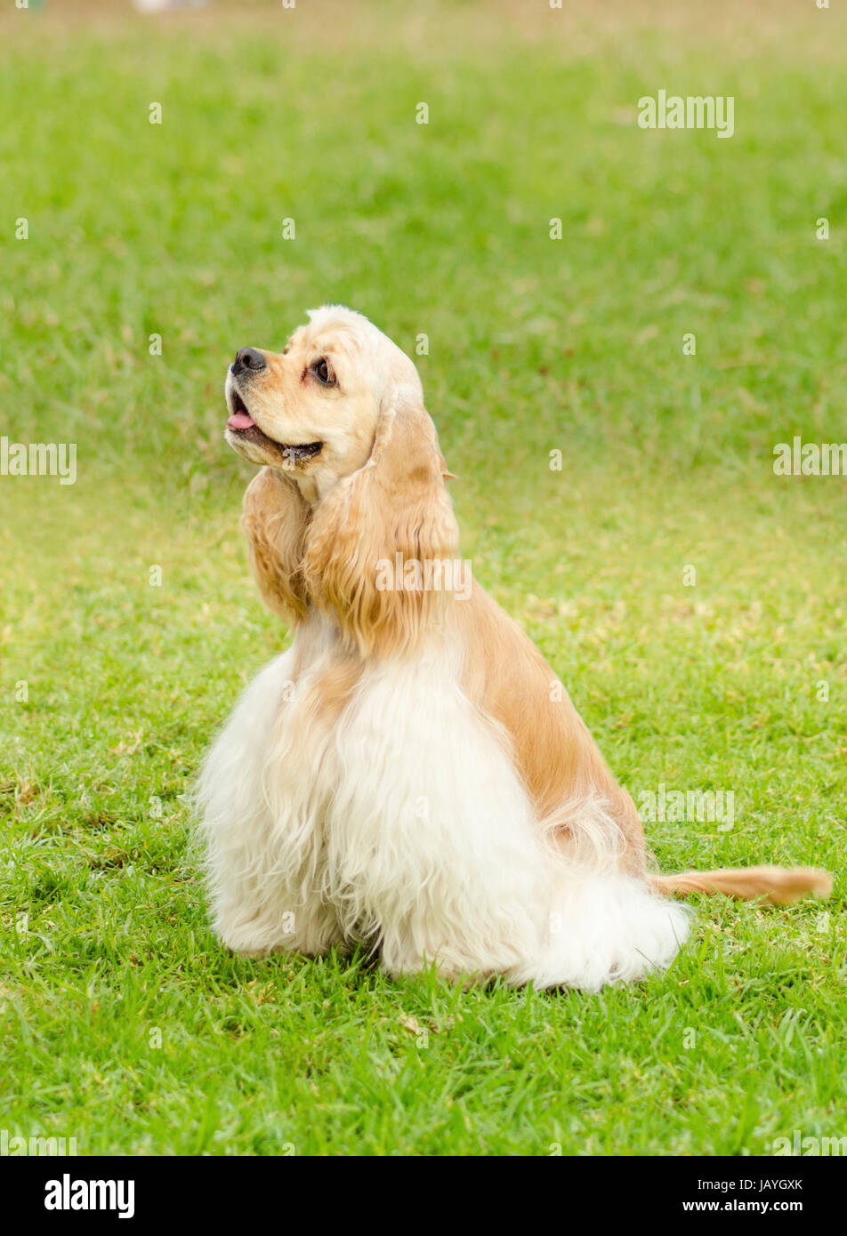 A small, young beautiful fawn, light cream and white American Cocker ...