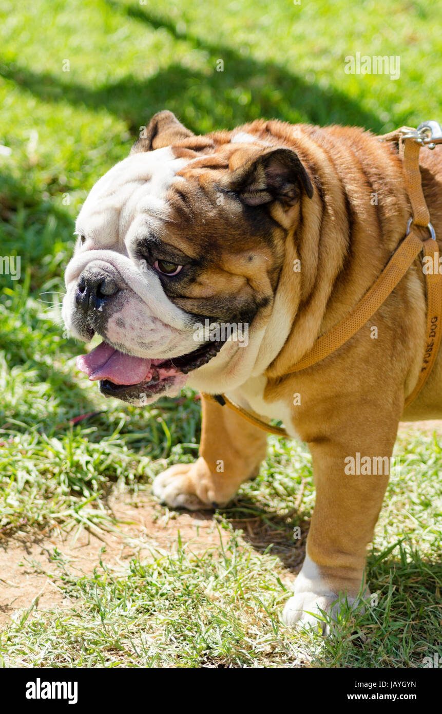 Are All English Bulldogs Stubborn