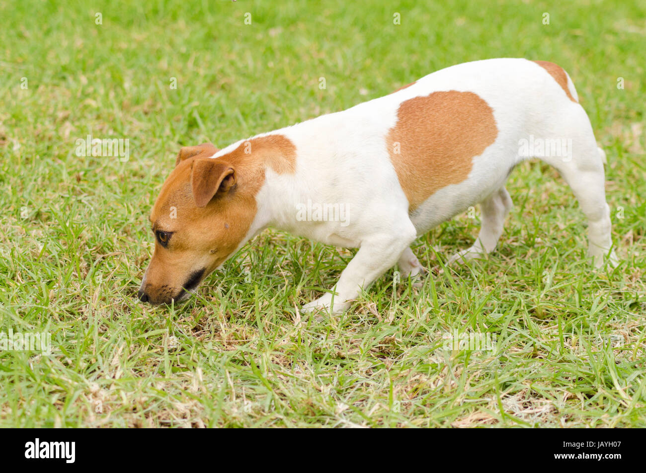 Smooth coated jack russell hi-res stock photography and images - Alamy