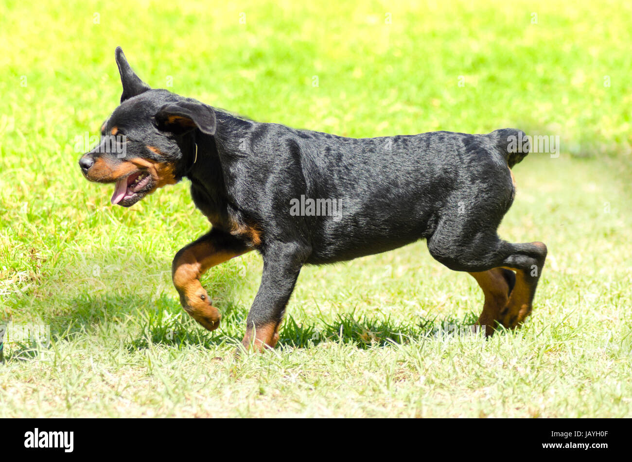 A cute, healthy, young, beautiful black and rust Rottweiler puppy dog ...