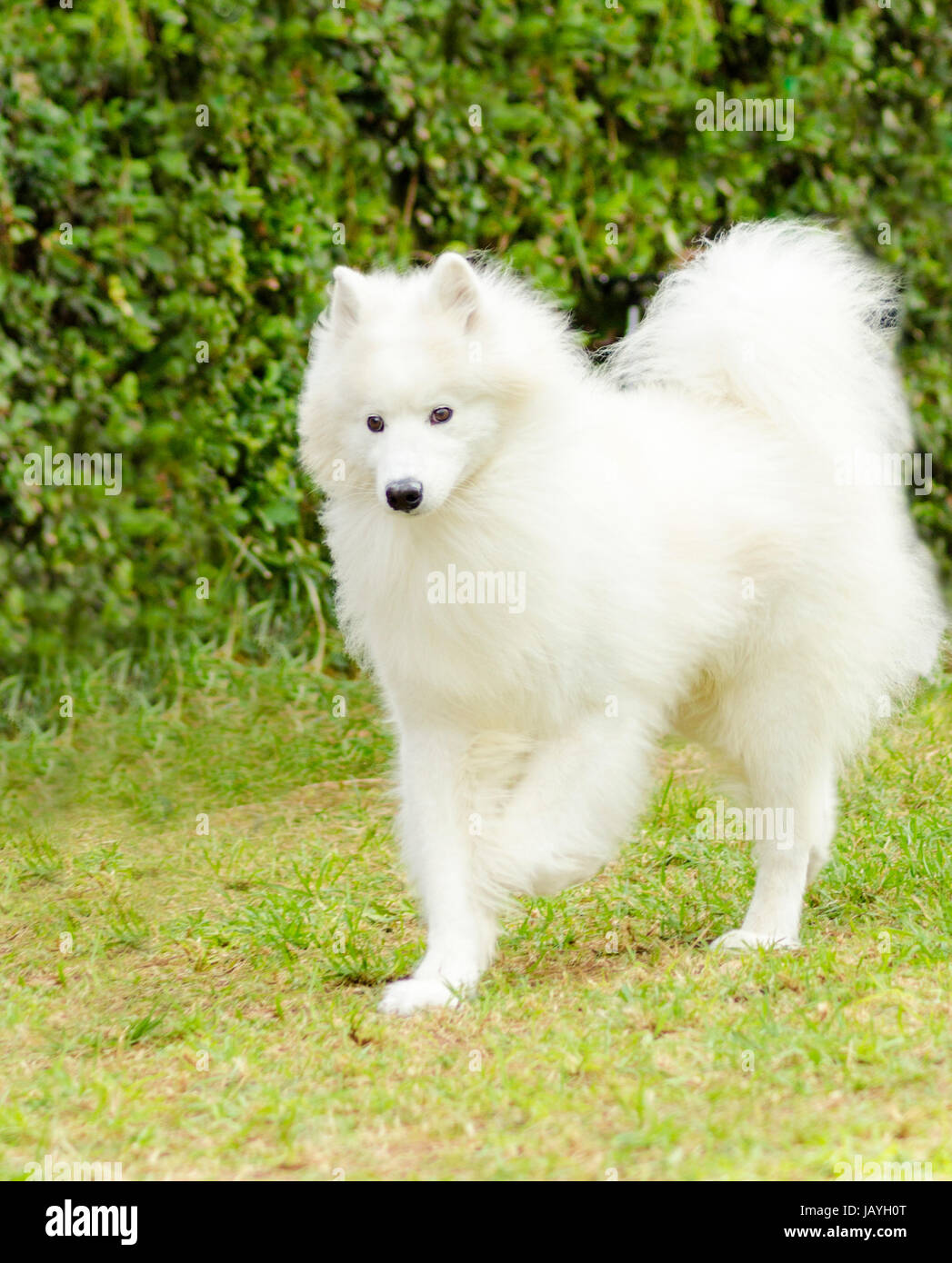 A young beautiful white fluffy Samoyed dog walking on the grass. The ...
