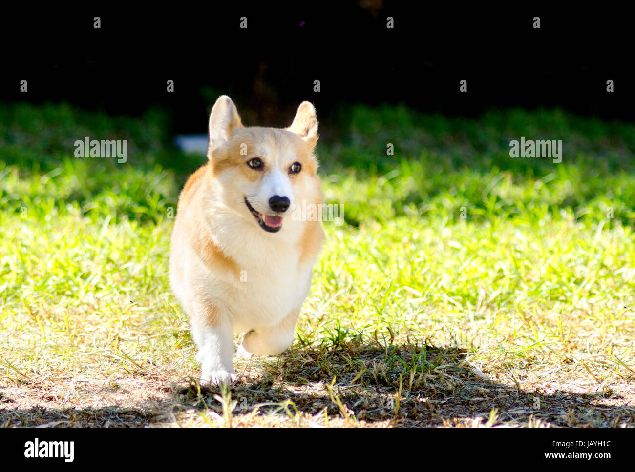 A young, healthy, beautiful, red sable and white Welsh Corgi Pembroke ...