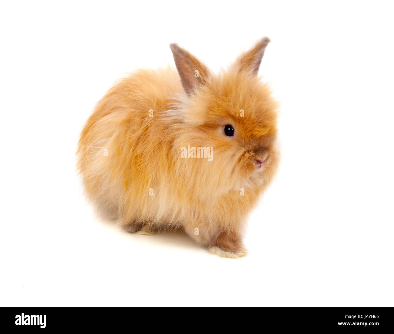 Beautiful brown rabbit toy with long and soft hair isolated on a white ...