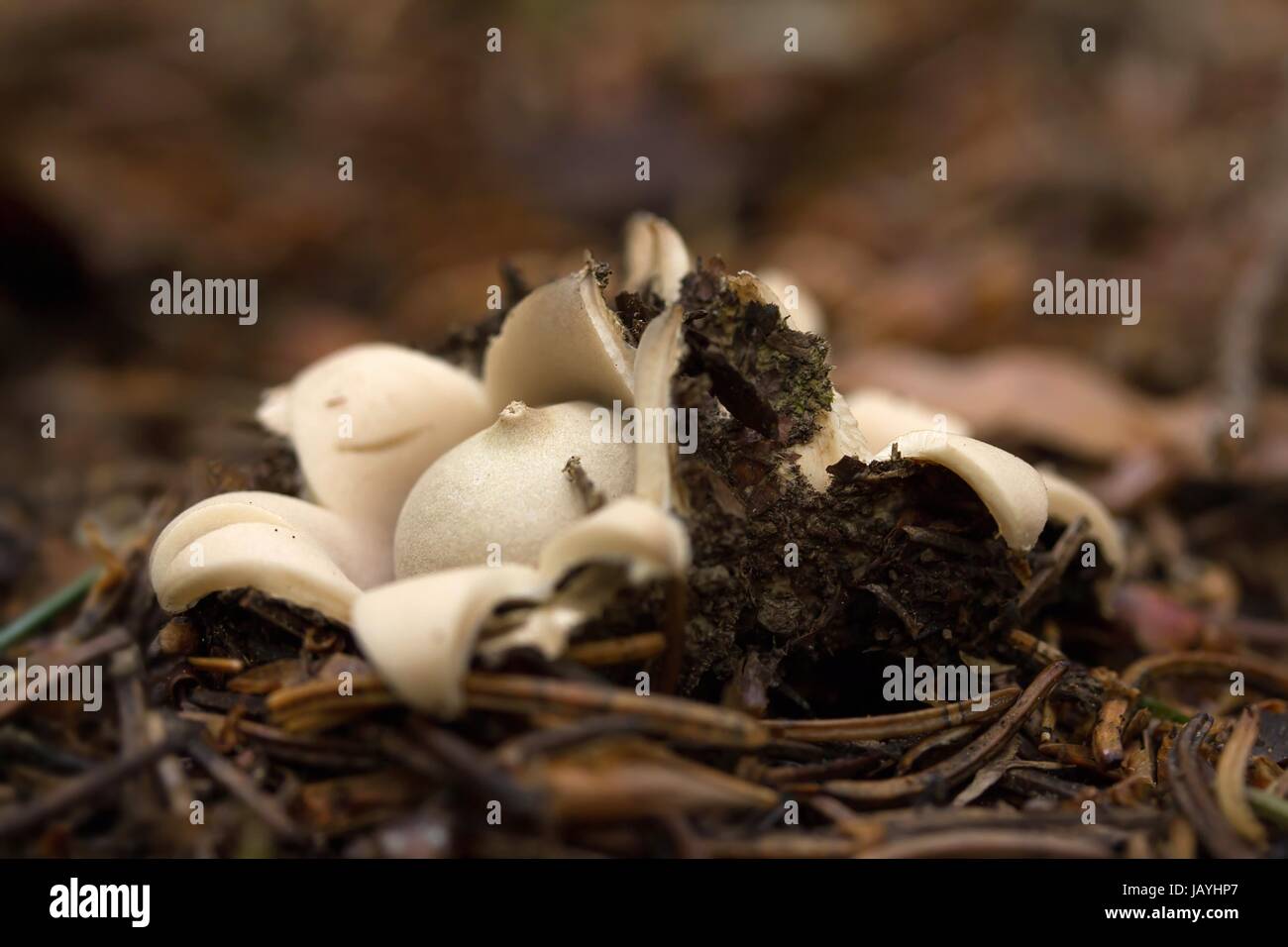 Gasteromycetes hi-res stock photography and images - Alamy