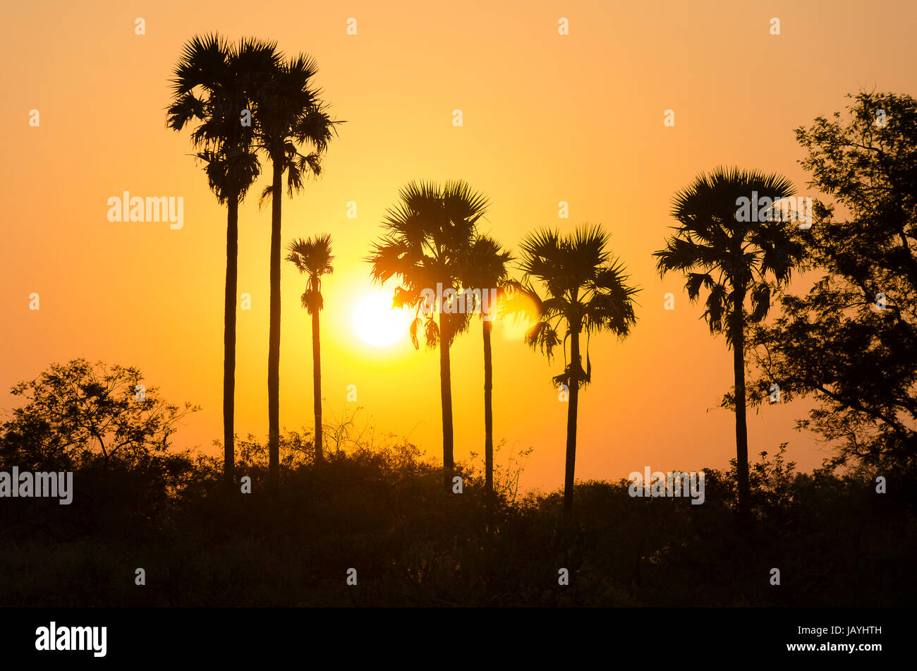 Myanmar palm trees hi-res stock photography and images - Alamy