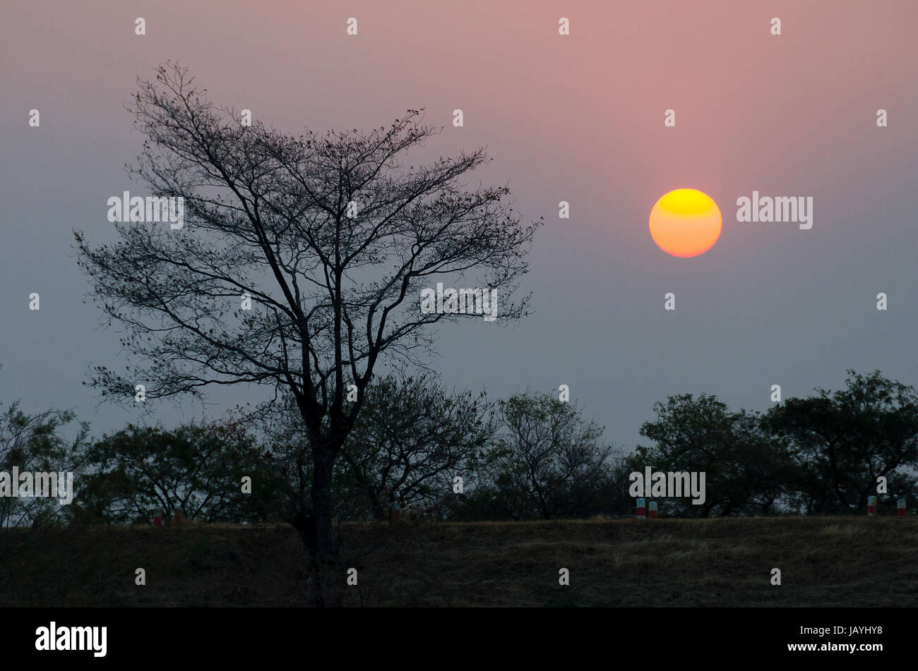 Sunrise over trees, Myaing, Myanmar Stock Photo - Alamy