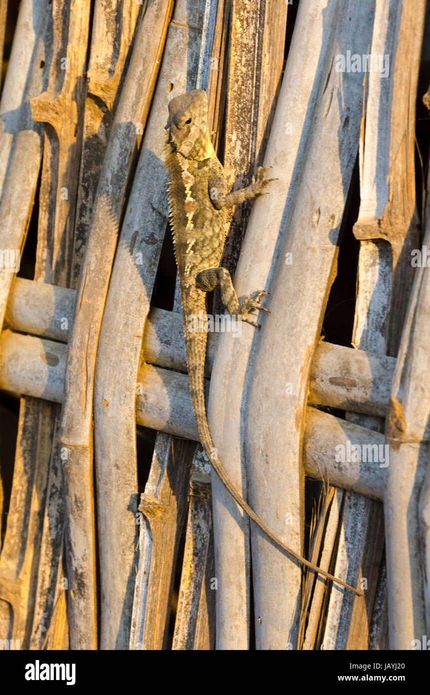 Lizard on bamboo wall, Myaing, Myanmar Stock Photo - Alamy