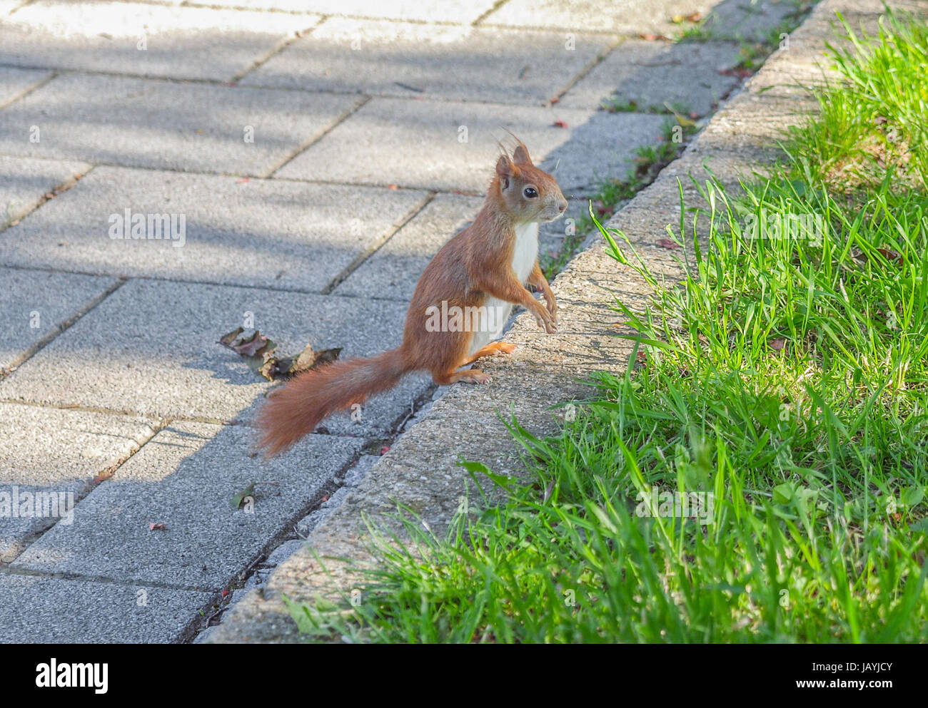 Squirrel scientific name Animalia Chordata Mammalia Rodentia ...