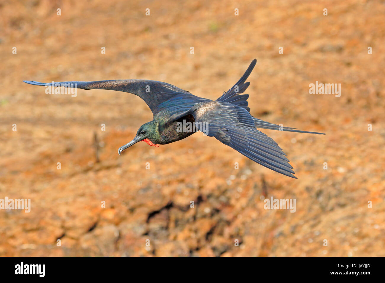 Adult male Great Frigatebird in flight on the Galapagos Island of ...
