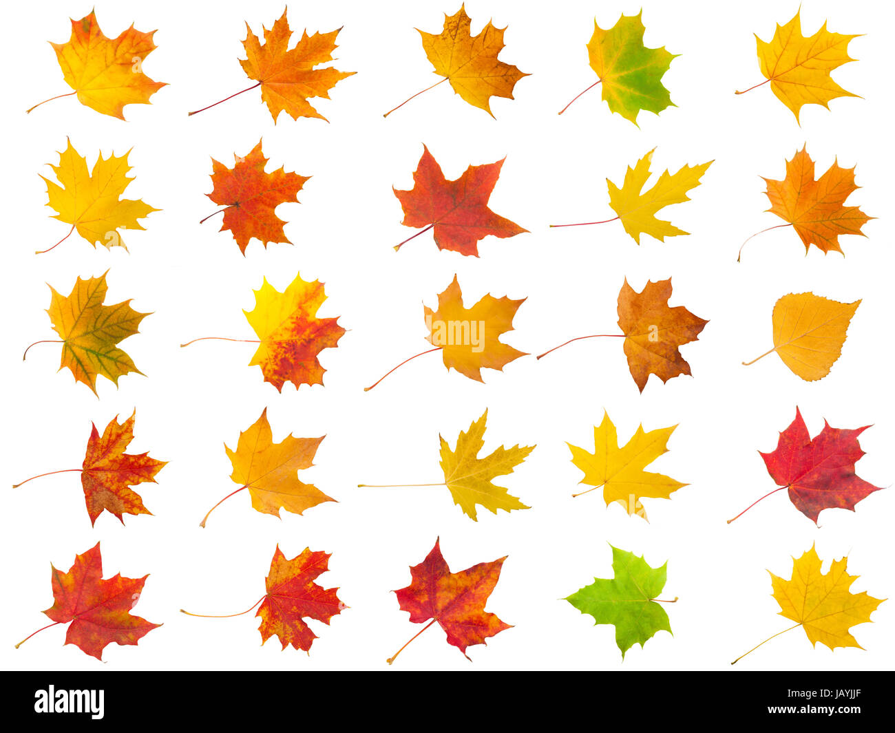 Collection of beautiful maple leaves isolated on white background Stock ...