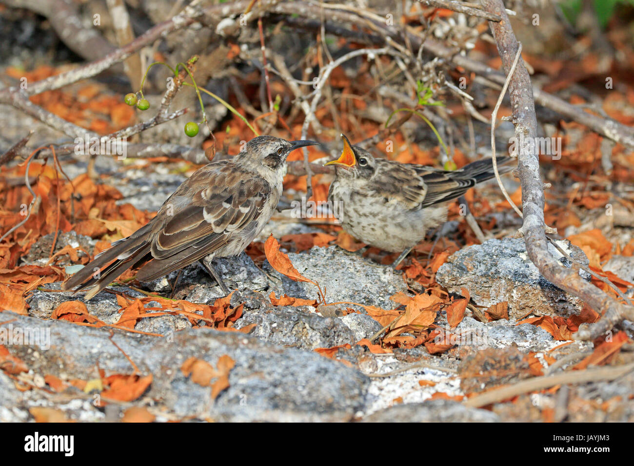 Adult Galapagos Mockingbird feeding its young on the Galapagos Island ...