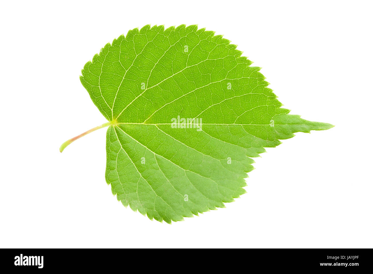 Beautiful macro photo of lime leaf, isolated on white background Stock ...
