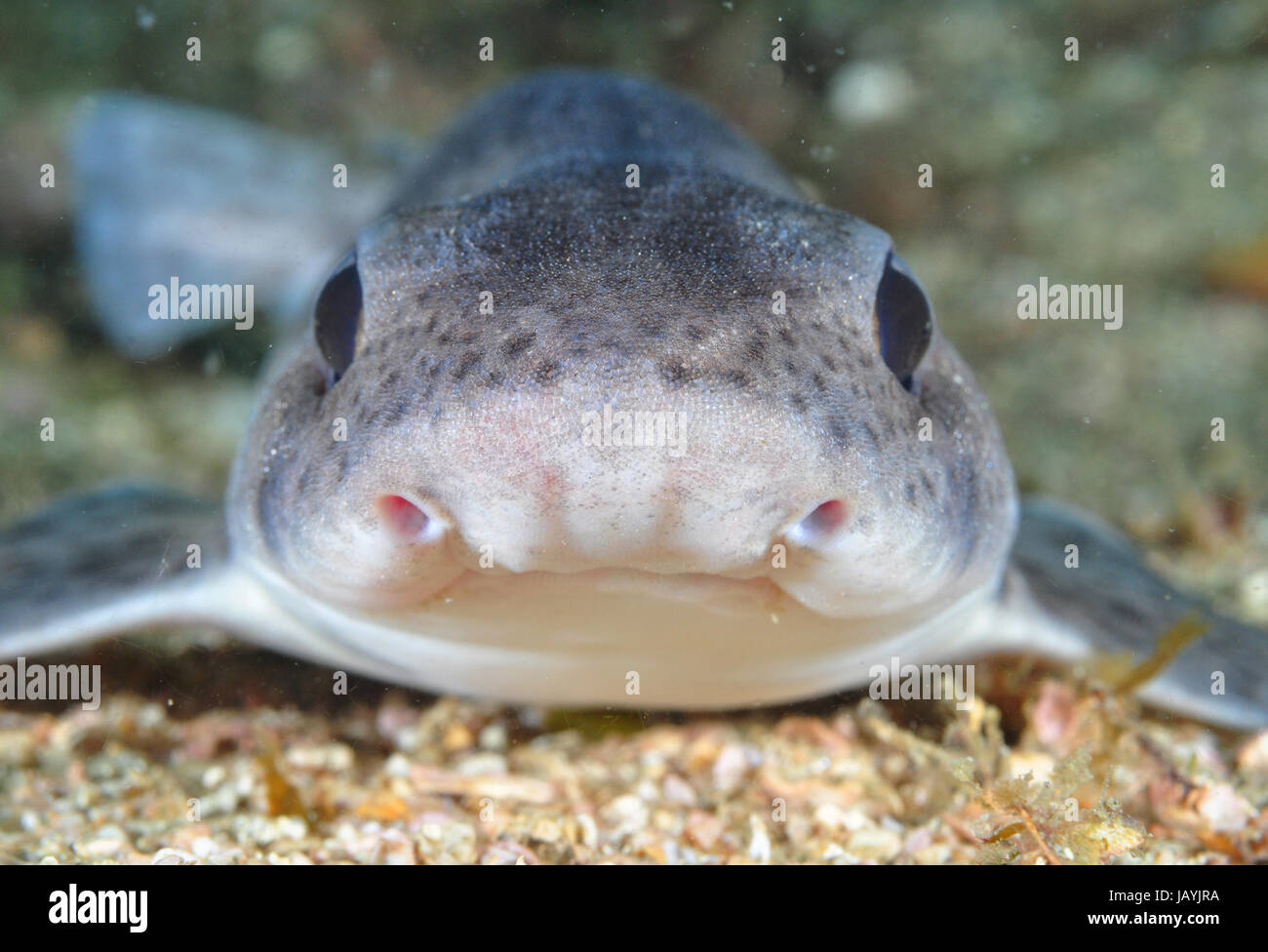 Small shark hi-res stock photography and images - Alamy