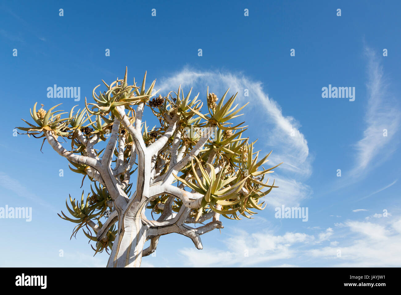 Quiver tree and cloud, Namibia, Karas, Southern Africa Stock Photo - Alamy