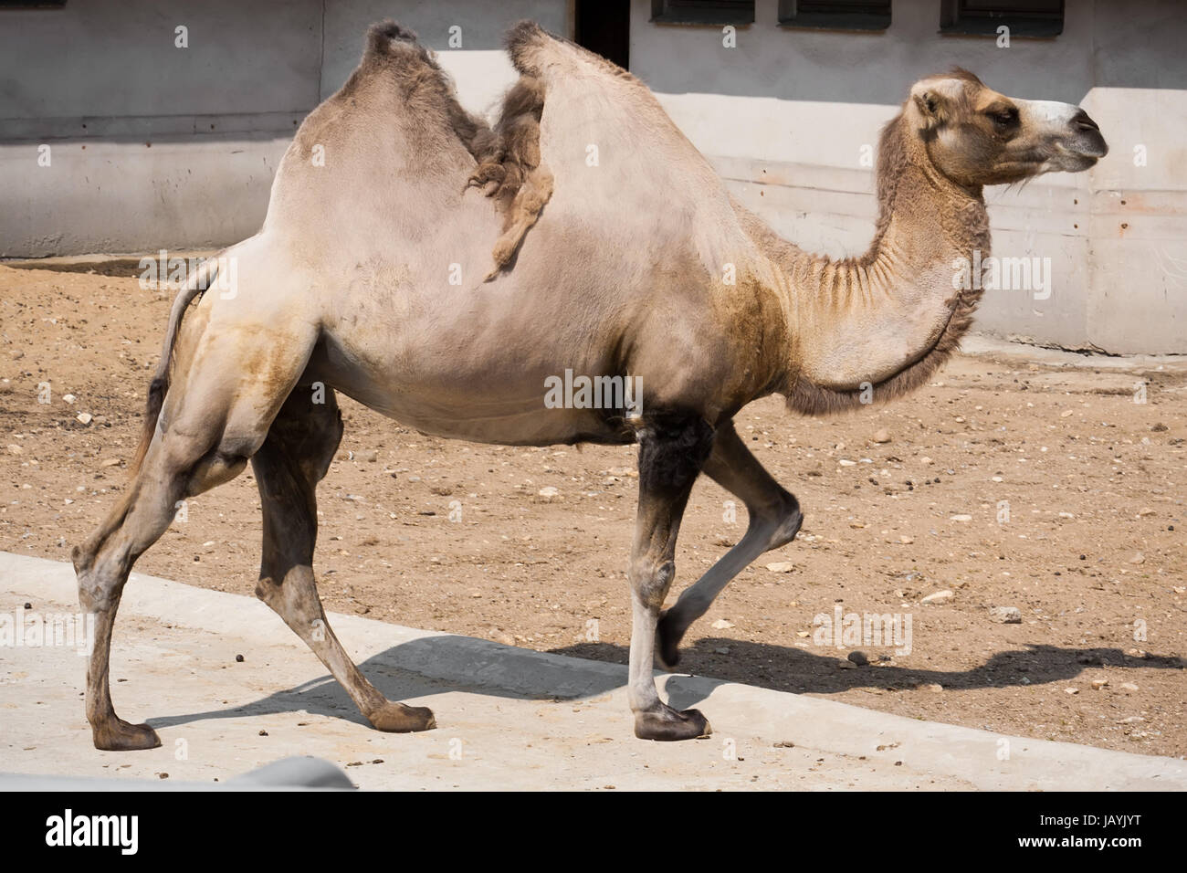 Nice close up photo of big camel Stock Photo - Alamy