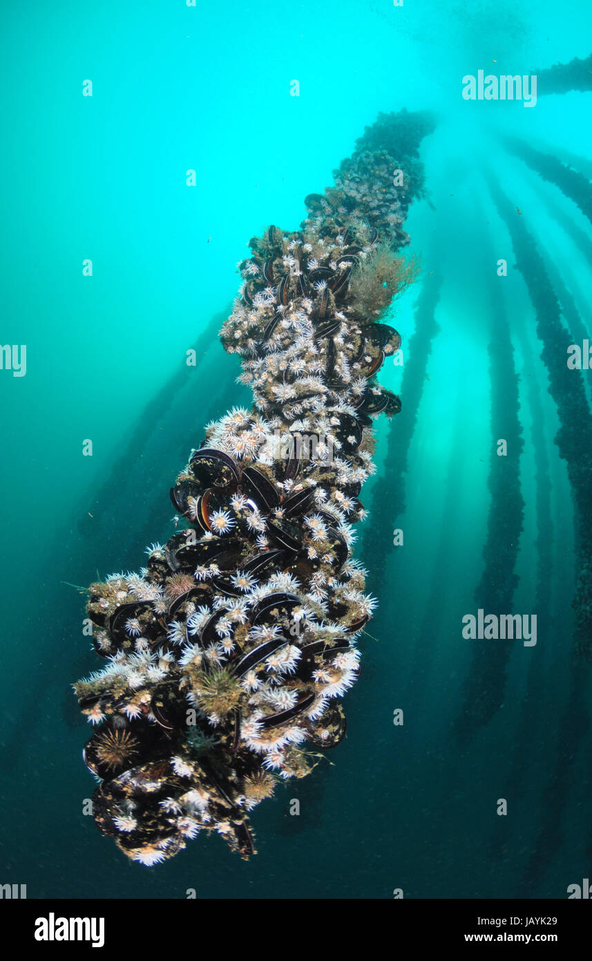 Rope full of mussels hanging from a mussel raft in Galicia Stock Photo ...
