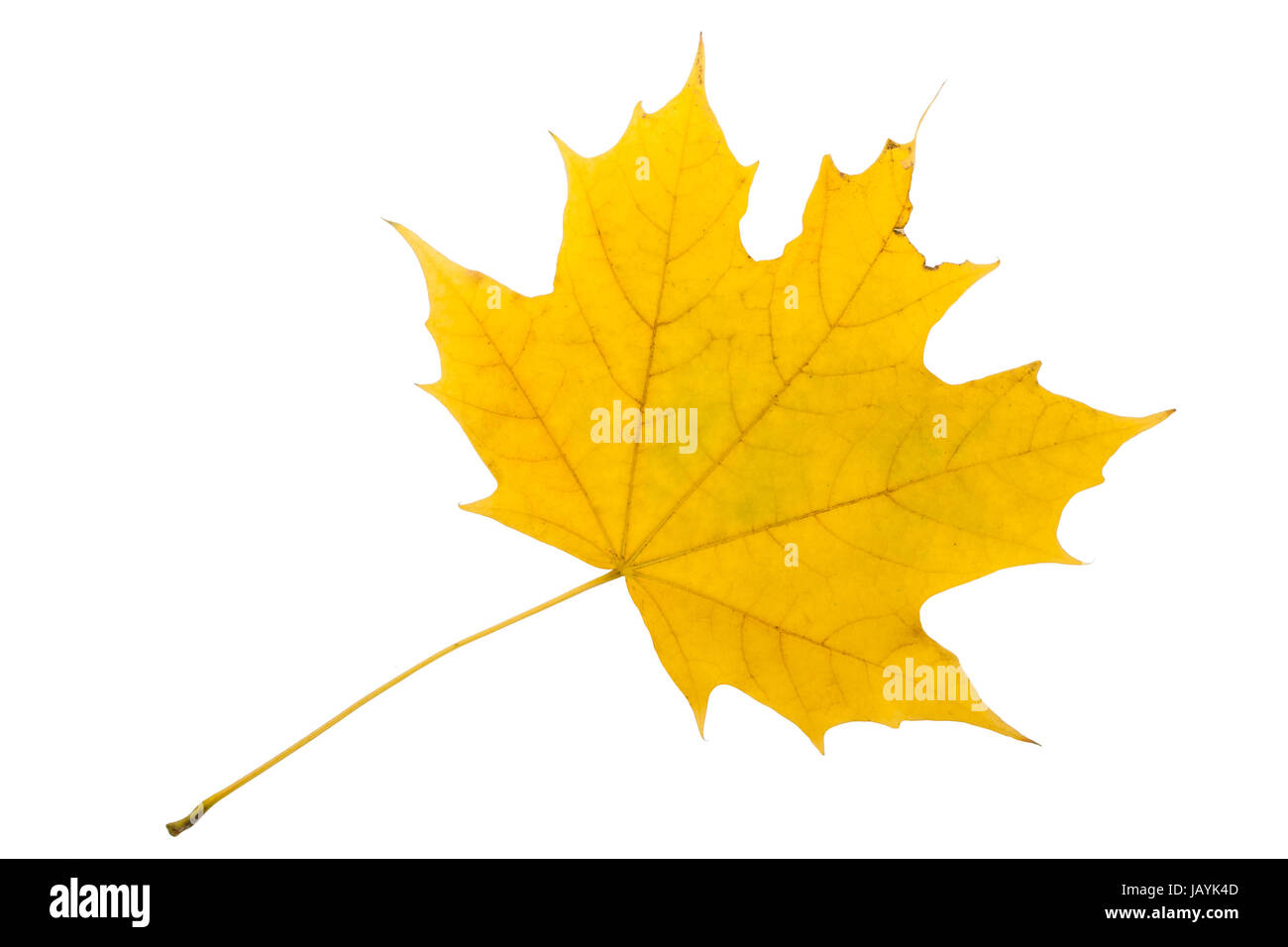 Beautiful maple leaf isolated on white background Stock Photo - Alamy