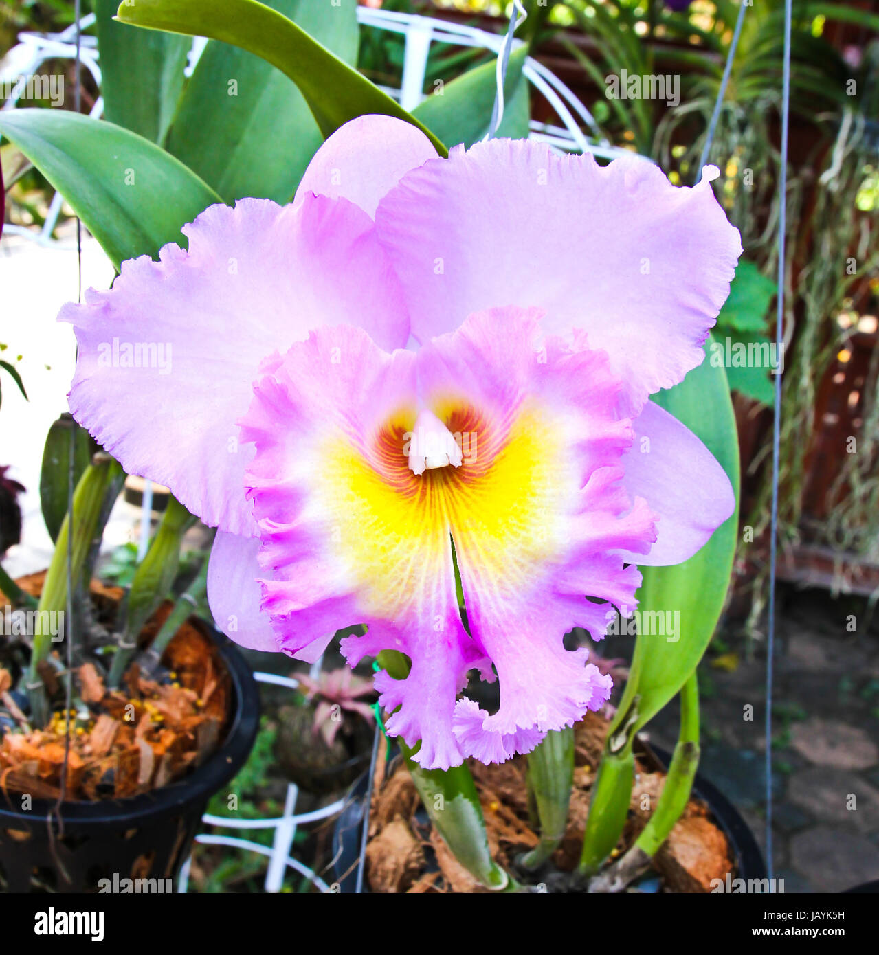 Violet cattleya orchid flower Stock Photo - Alamy