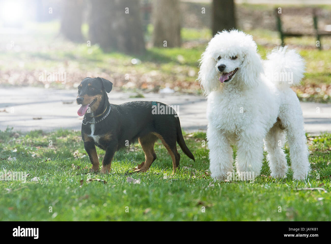 Beautiful two dogs in the park Stock Photo - Alamy