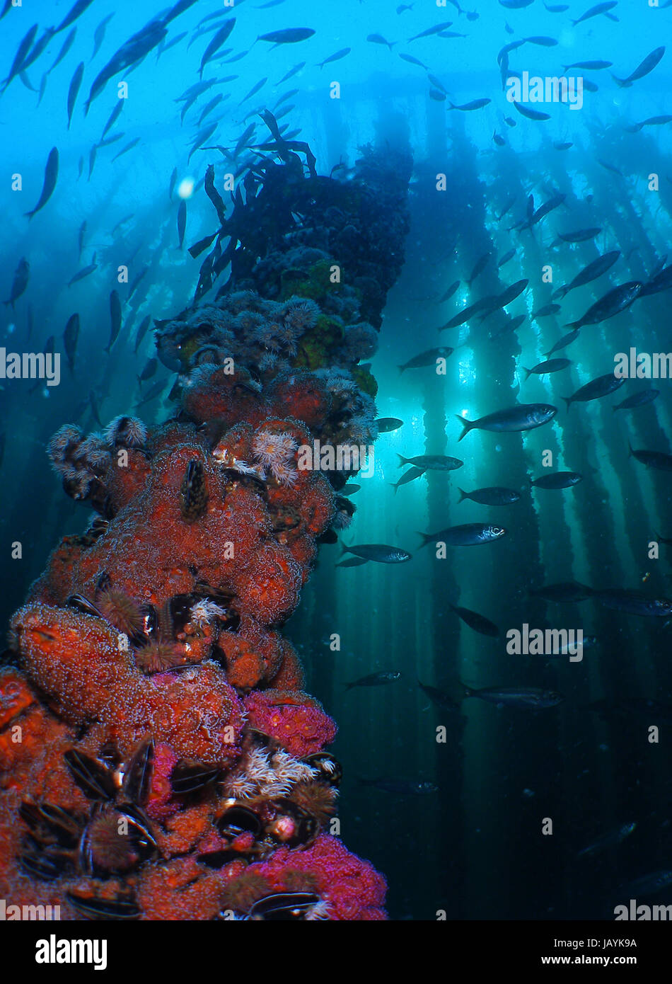 Rope full of mussels and anemones haging from a mussel raft in Galicia ...