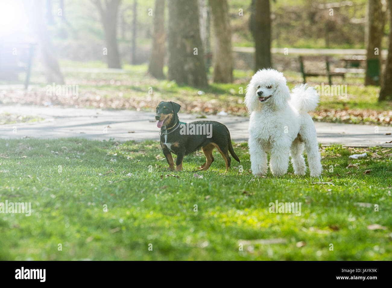 Beautiful two dogs in the park Stock Photo - Alamy