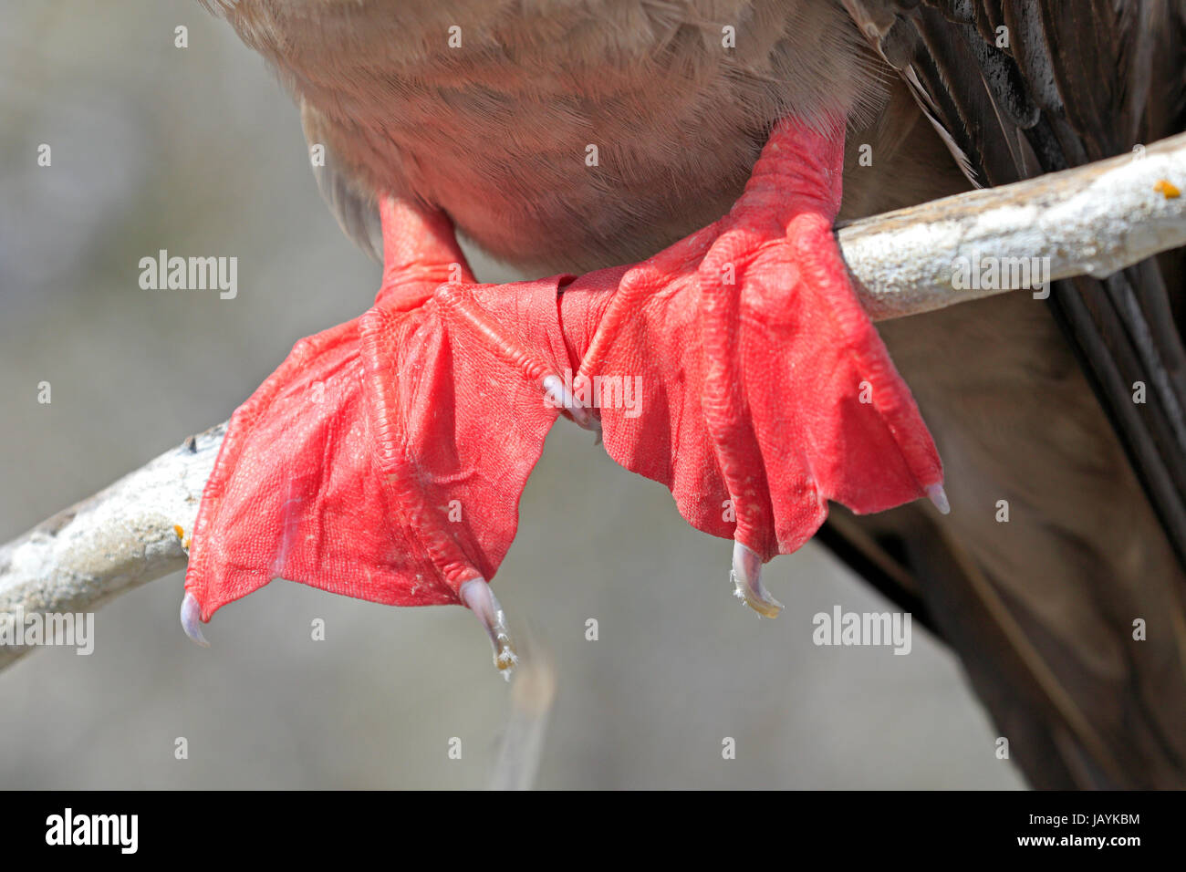 Red feet hi-res stock photography and images - Alamy