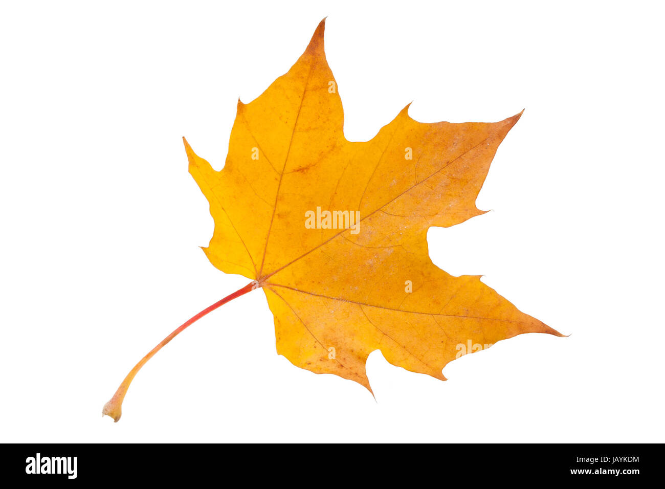 Beautiful maple leaf isolated on white background Stock Photo - Alamy