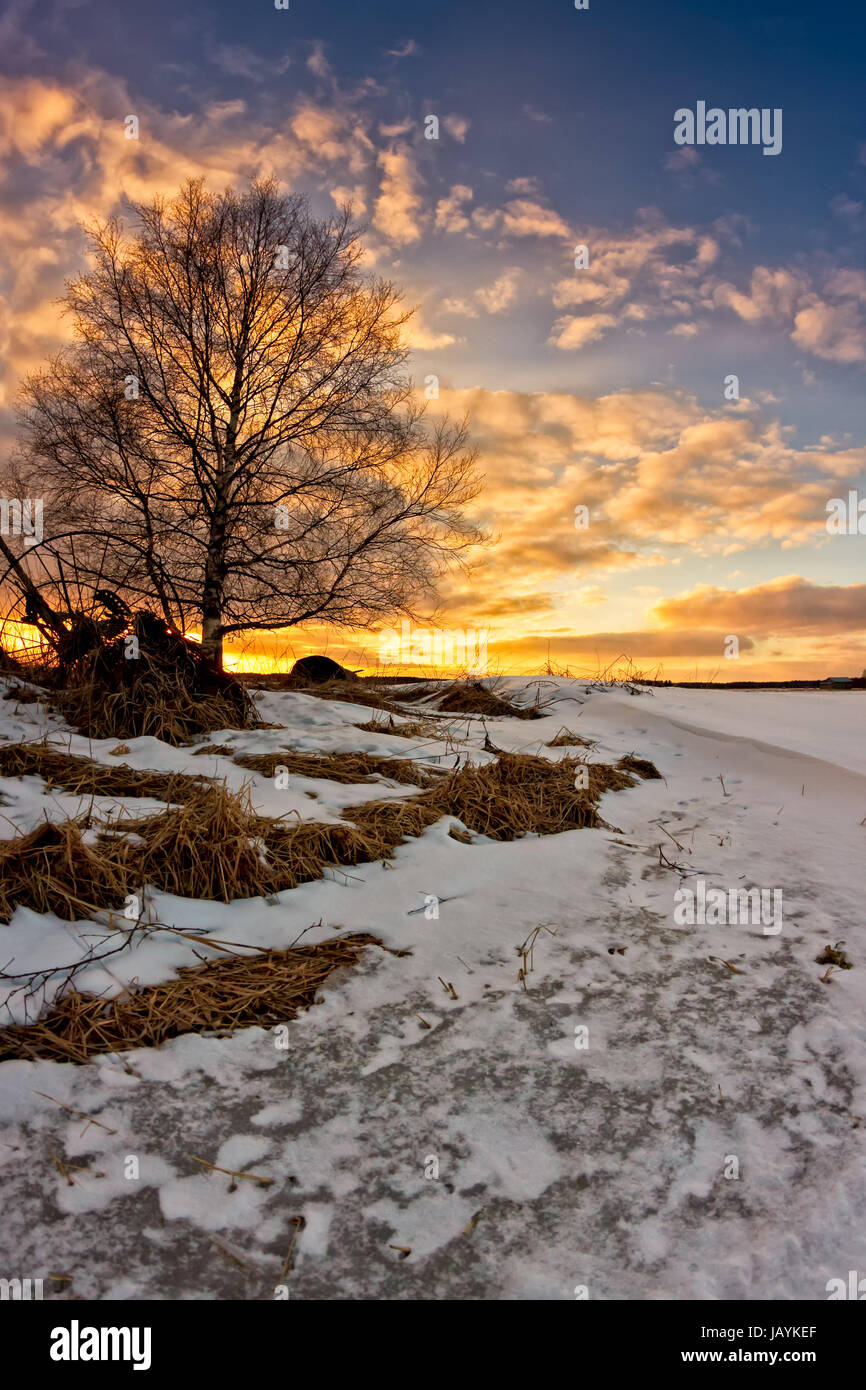 A birch tree and an old farming tool in the beautiful sunset at the ...