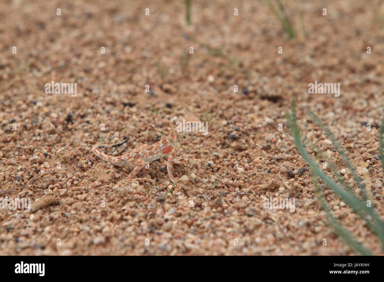Phrynocephalus versicolor mongolia hi-res stock photography and images ...