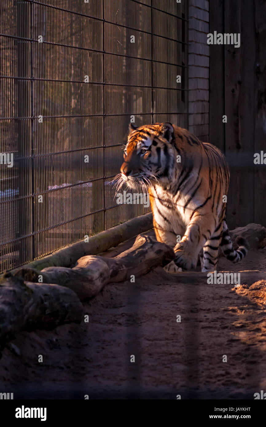 The amur tiger at the zoo in Tallinn, Estonia walks by the bars of his ...
