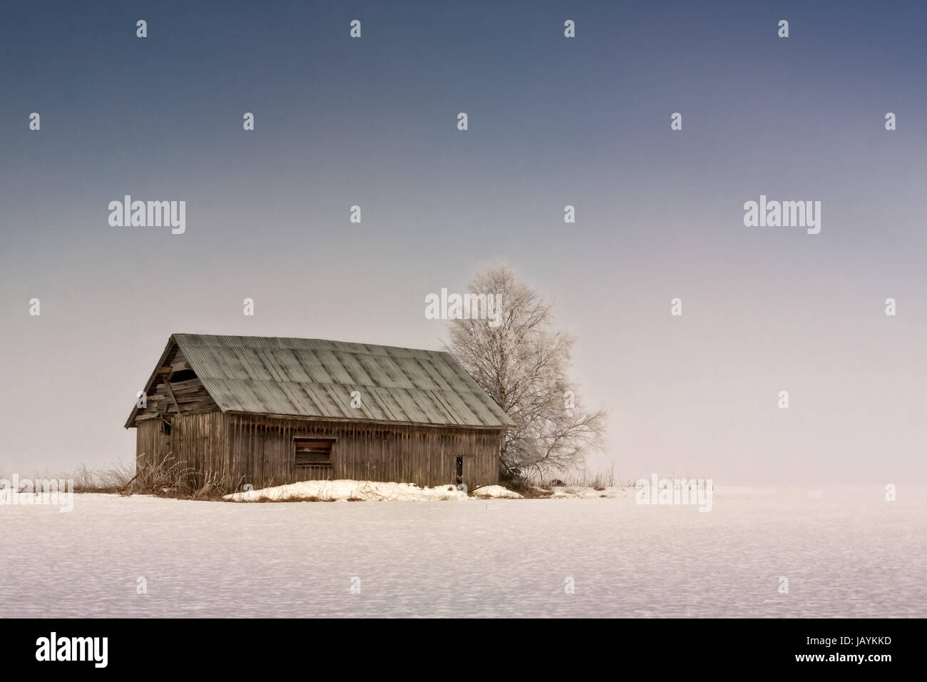 The springtime fog has surrounded the old barn house and the birch tree ...
