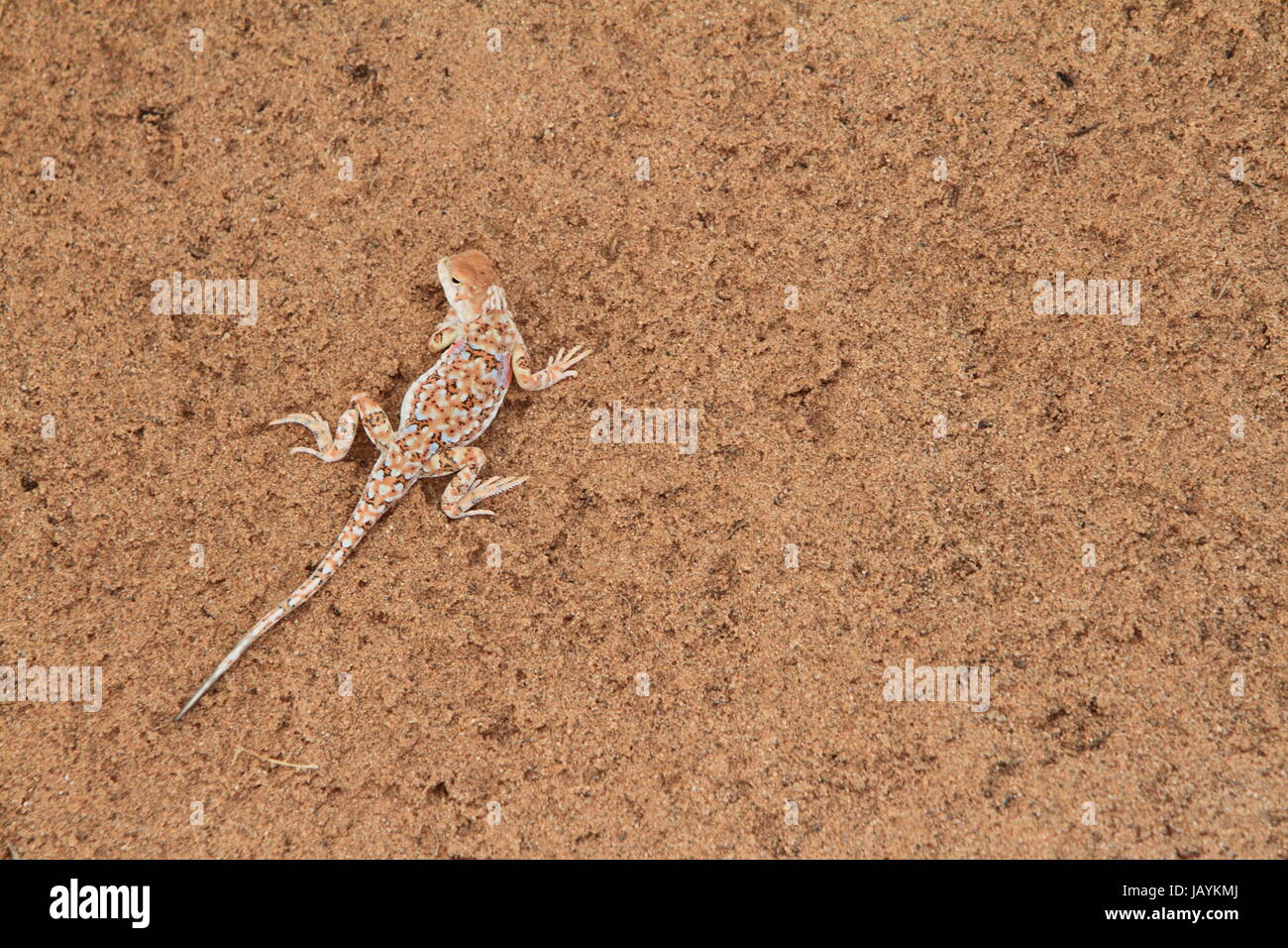 Desert agame hi-res stock photography and images - Alamy
