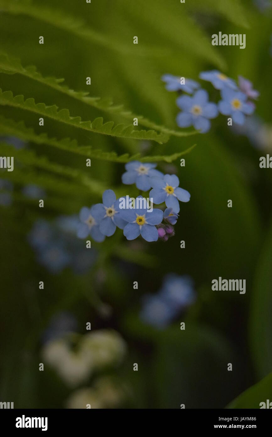 Forget me not and lily of the valley hi-res stock photography and ...