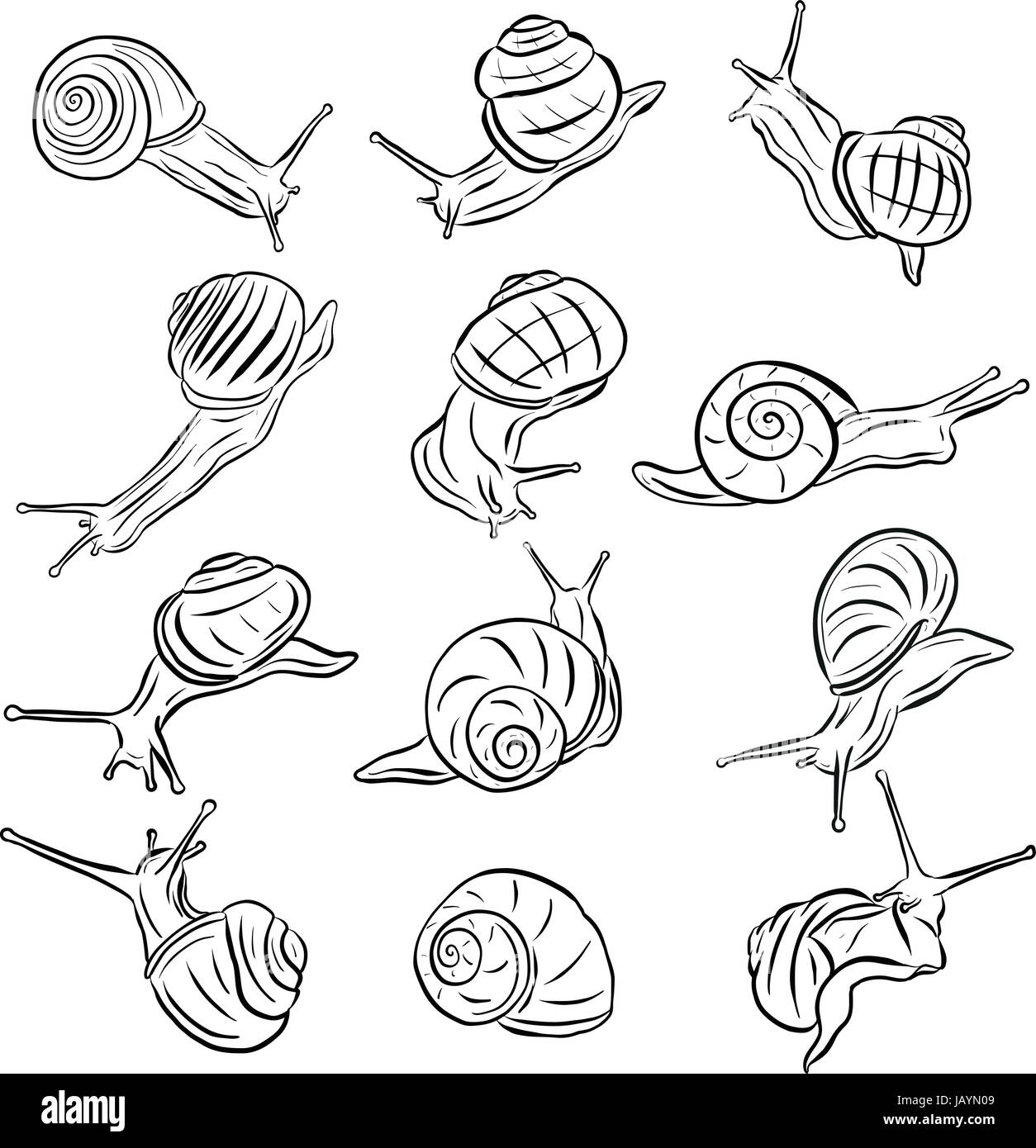 Snail Illustration Stock Vector Images - Alamy