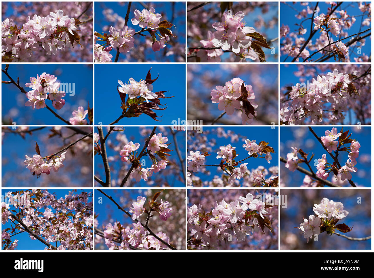 Beautiful pink flowers of Cherry blossom or Japanese Sakura in spring ...