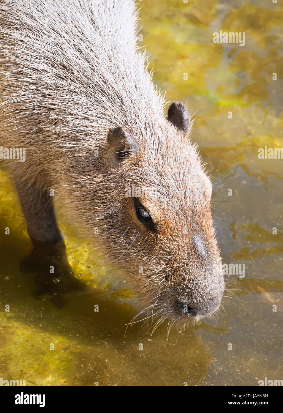 Nice close up photo of Capybara drinking in zoo Stock Photo - Alamy
