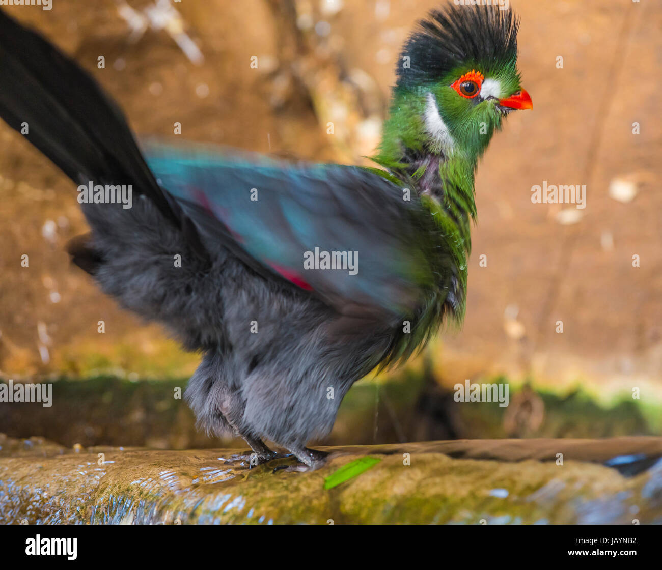 Guinea Turaco also known as Green Turaco - Tauraco persa Stock Photo ...