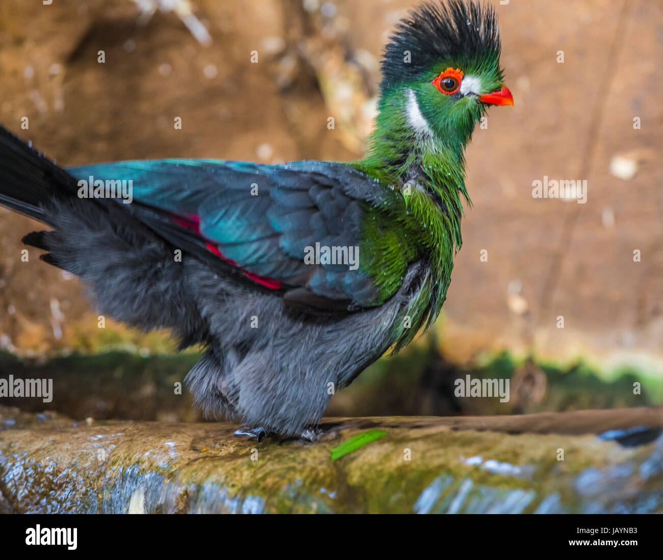 Guinea Turaco also known as Green Turaco - Tauraco persa Stock Photo ...